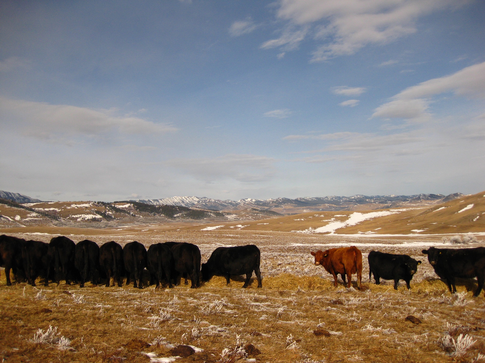 Beef - Livestock Gentec