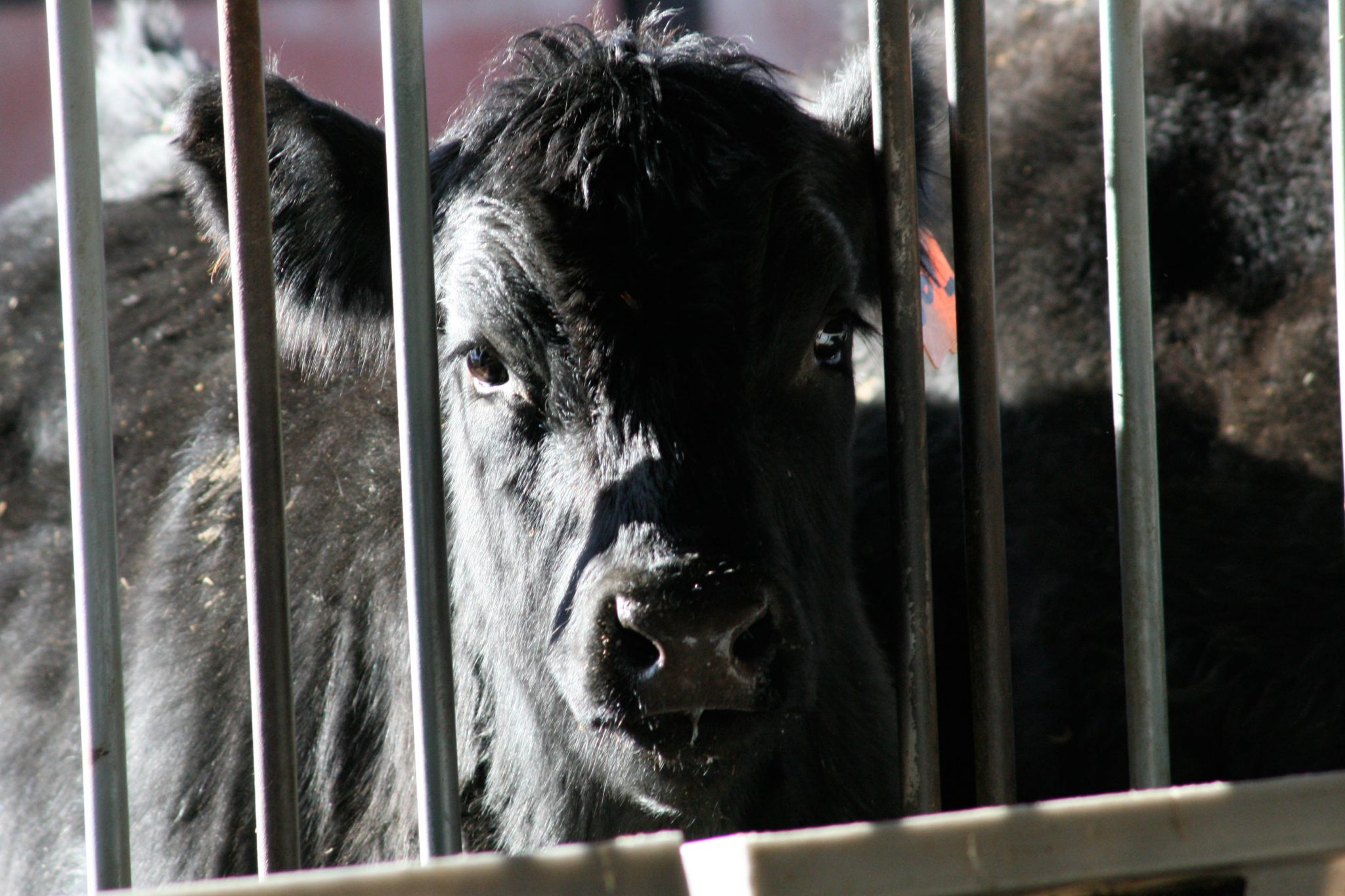 Beef - Livestock Gentec