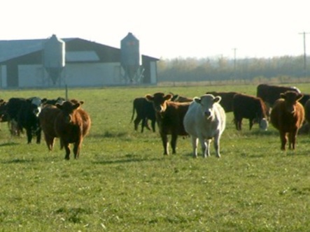 Picking Replacement Heifers - Livestock Gentec